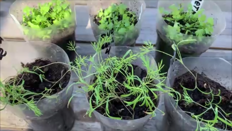 В саду 19 апреля.