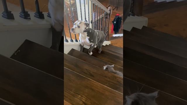 В доме один авторитет и это не собакен.