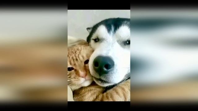 Самые смешные животные / Приколы с котами и собаками(# 57)#Shorts