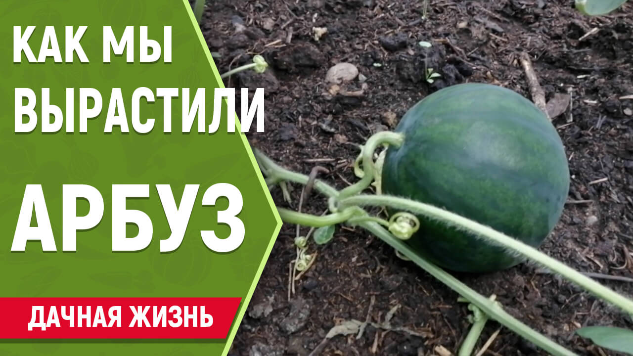 Как мы вырастили арбуз на даче. Результаты летнего эксперимента.