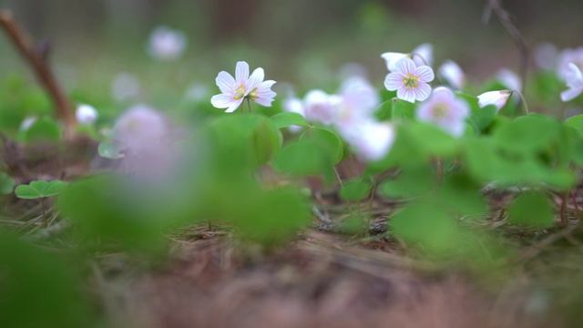 Заячья капуста.