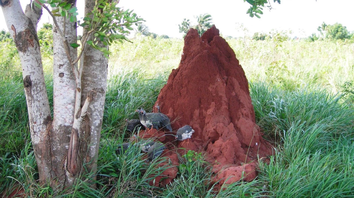 Гана. Флора и Фауна