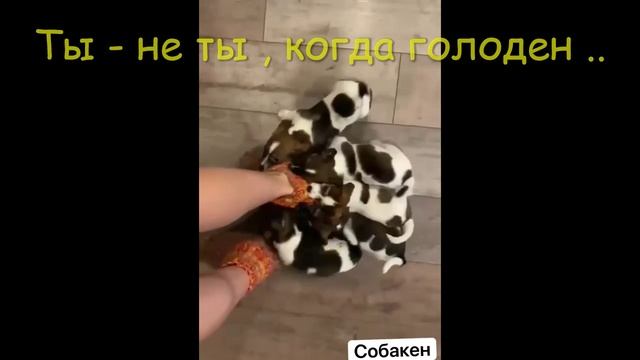 ПРИКОЛЬНЫЕ СОБАКИ : ))
