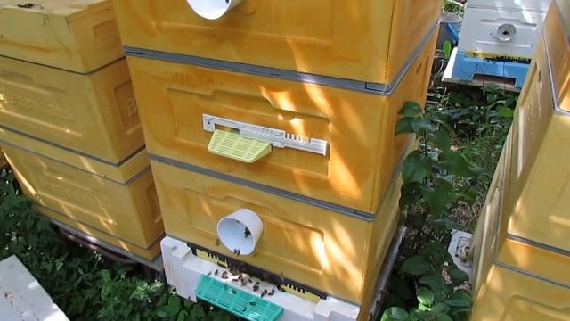 нуклеус для облета маток от фирмы BienenHaus  на высоту рамки 145 мм - часть 2 - строю рамки.