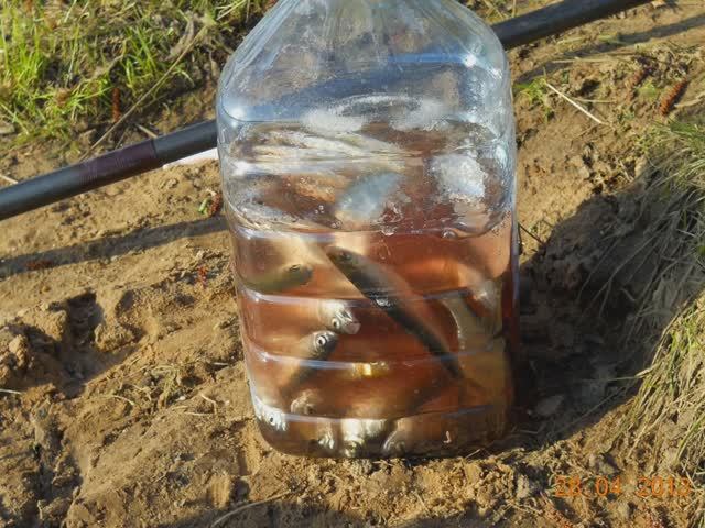 2013 04 28 Река Друть, уклейки.mp4