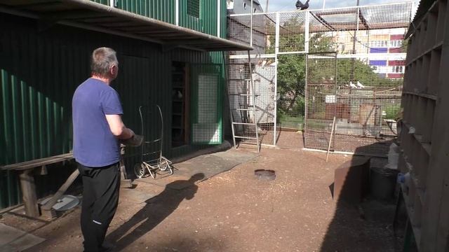 ЛЮБОВЬ И ГОЛУБИ по Бузулукски