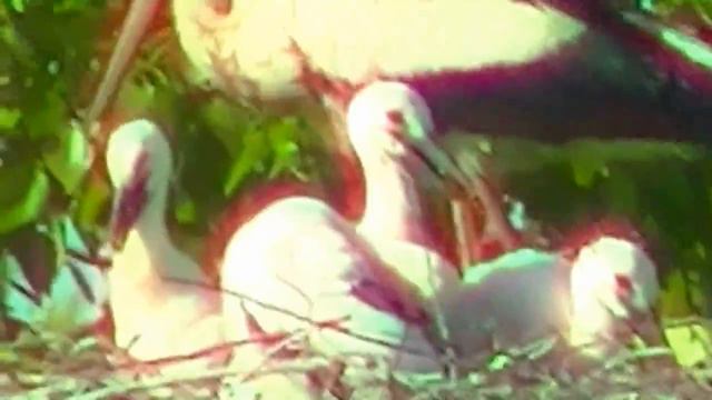 Аисты на гнезде -HD-