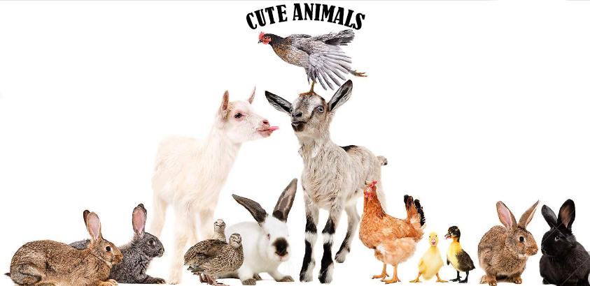 Милые домашние животные развлекают людей на камеру)