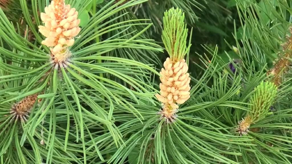 19-23 06 2023г выращивание сосны горной