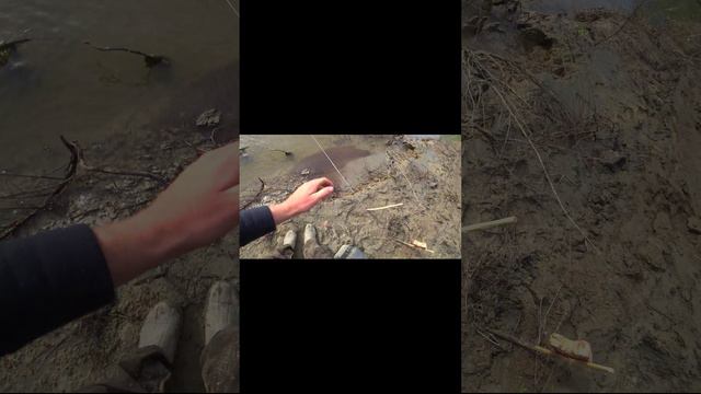 судак на резинку весной#shorts
