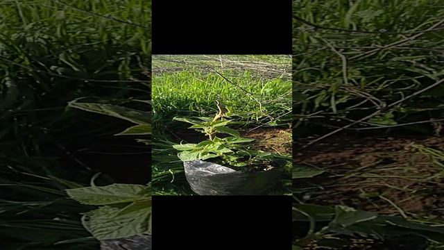 Павлония, посадка годовалого саженца. Апрель 24г