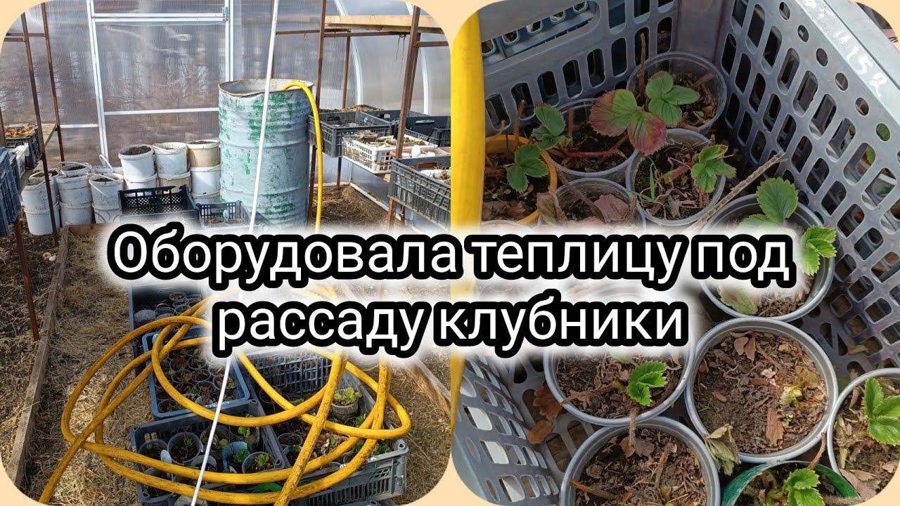 Оборудовала теплицу под рассаду клубники. 28 марта 2024 г.