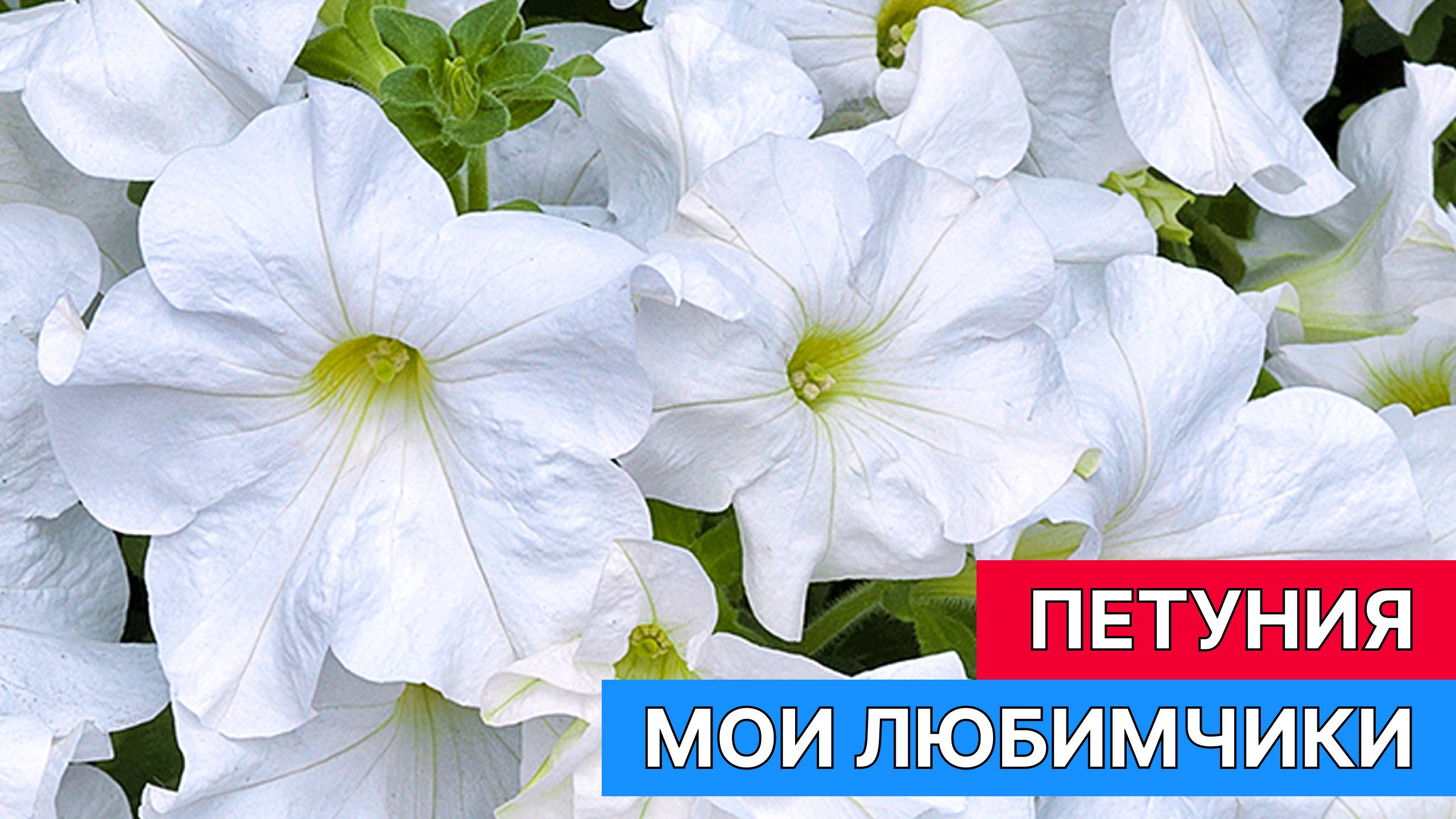 Сорта петунии, которые однозначно буду сажать на следующий год.