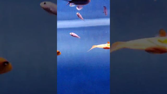 Экзотические рыбы. Александра Миркушова