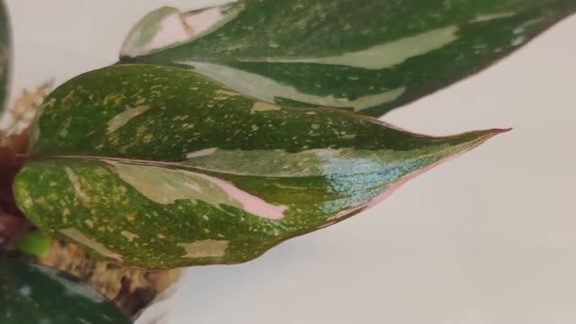 Цветы Вместе - Philodendron pink princess   Филодендрон розовая принцесса.