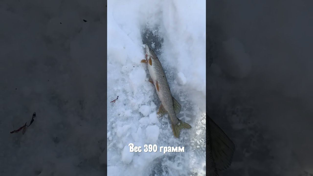 Моя первая рыбалка со льда в 2024 году