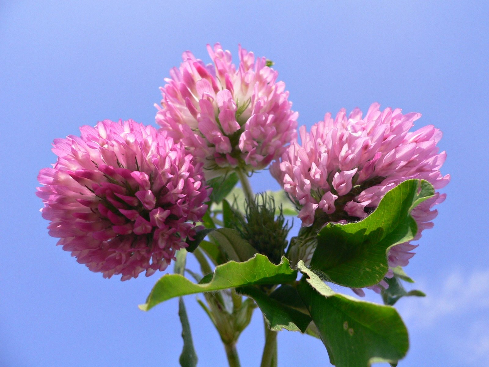 Цветок имени Татьяна - клевер.mp4