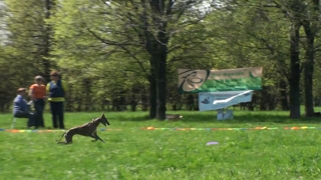 Виктория и уиппет Шерлок.mp4