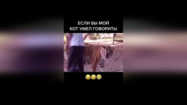 Самые смешные животные / Приколы с котами и собаками(# 66)#Shorts