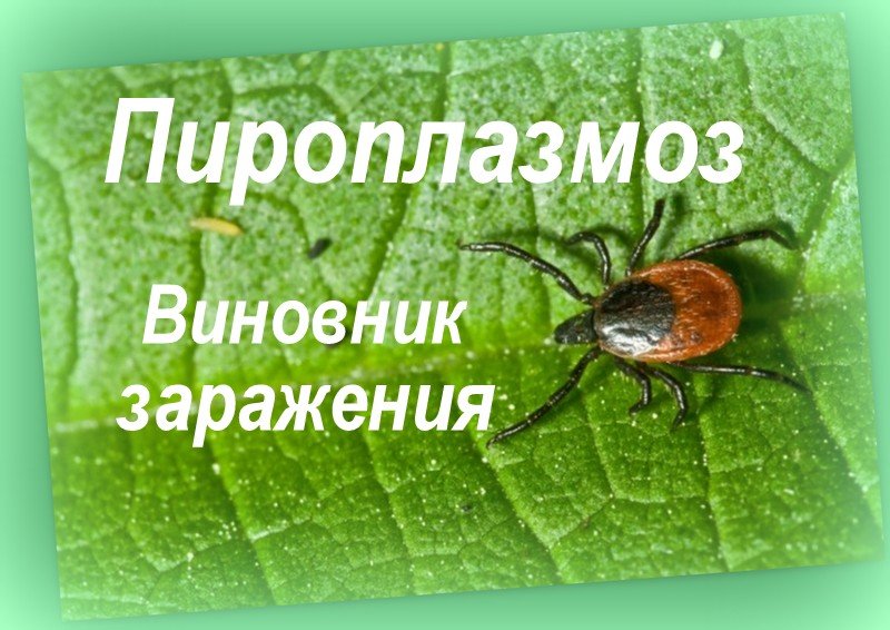 Кто кусает собак весной и потом они болеют. Виновник заражения.