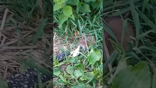 Мышка воришка. Мышь полевка наелась манки.