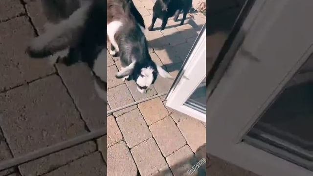 Босс пришёл