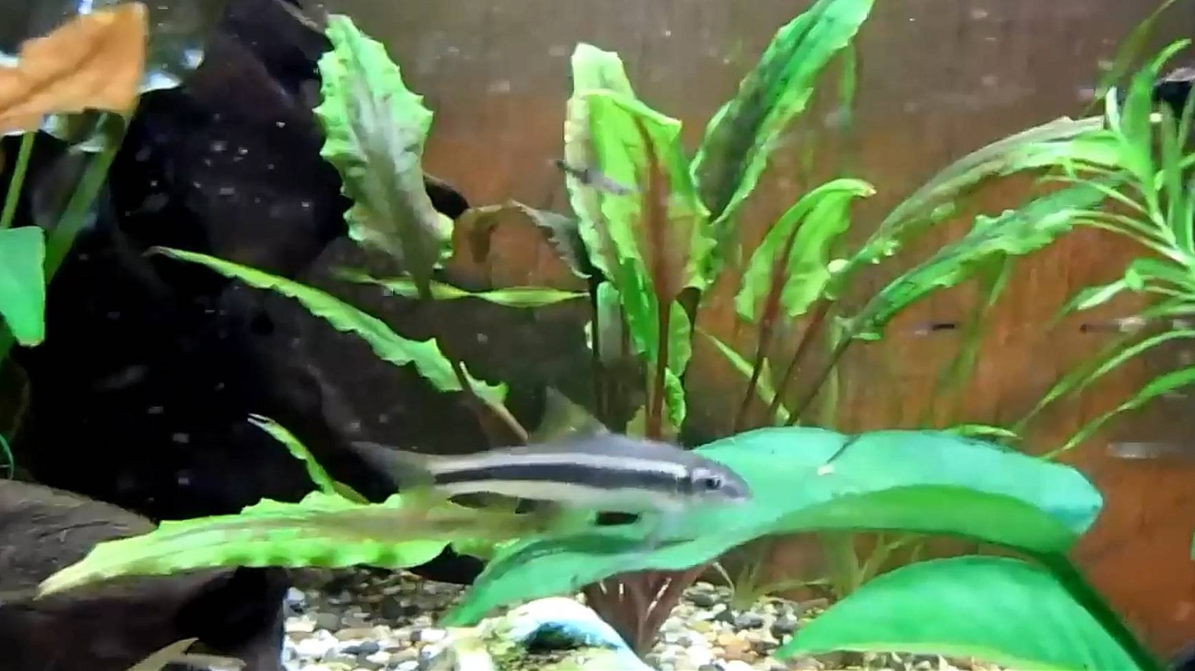 Аквариум. Любимое место наблюдения у Морозко. Там его подруга Сима - сиамская летающая лисичка.