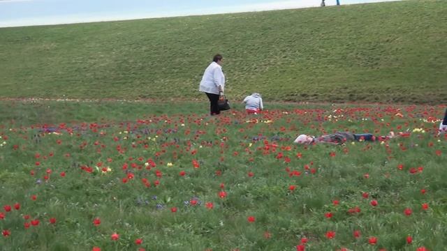 Цветение диких тюльпанов. Фестиваль "Воспетая степь"