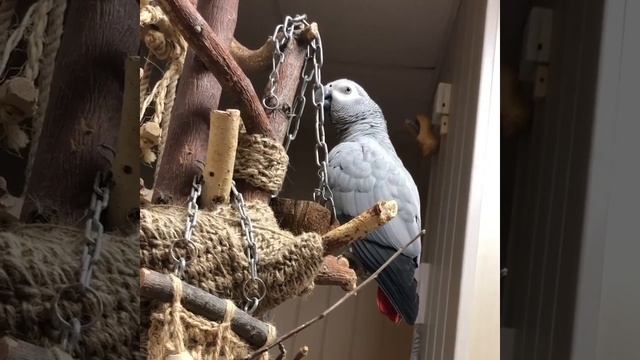 Непослушный попугай Жако