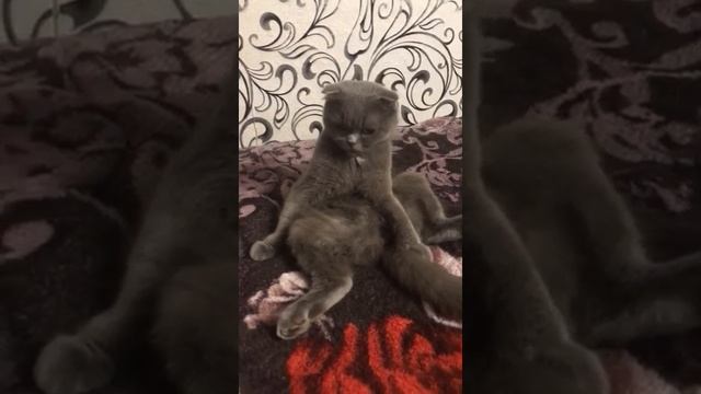 Смешные коты. Забавные животные.