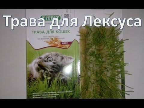 Трава для Лексуса