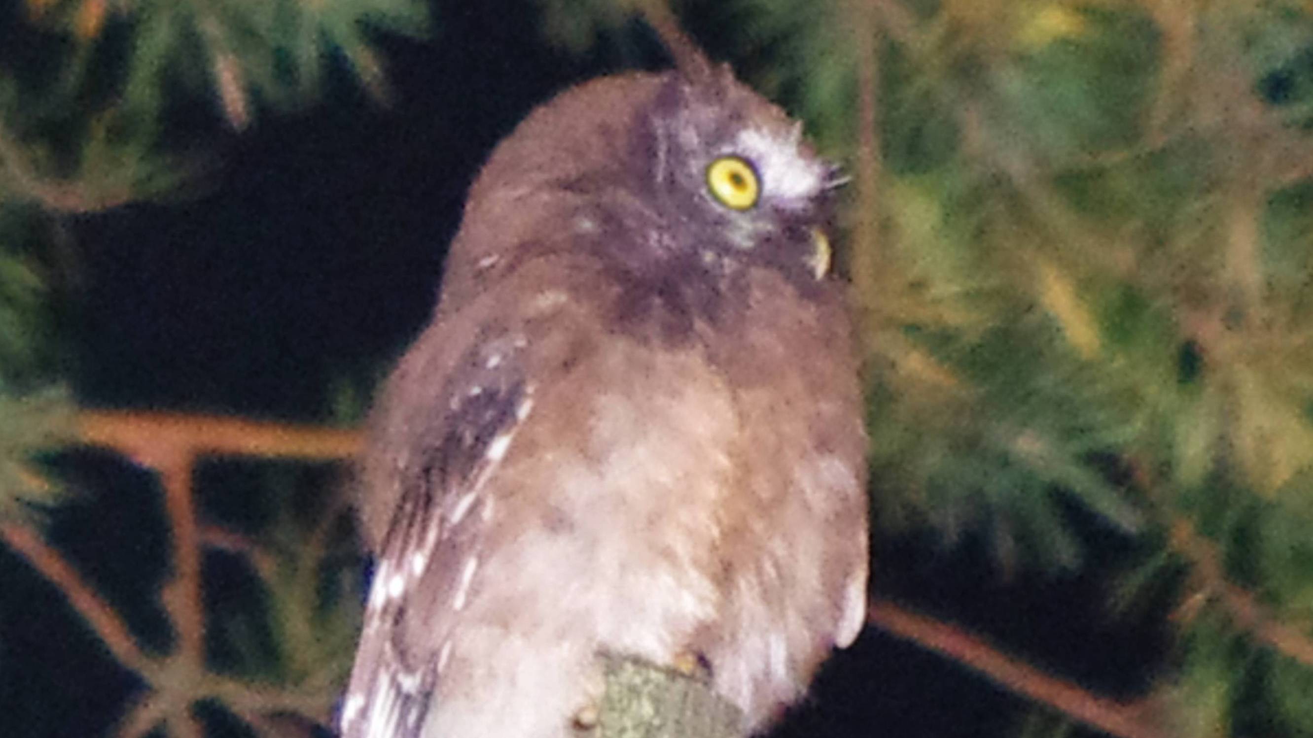 Мохноногий сыч 6 Встречи и голоса