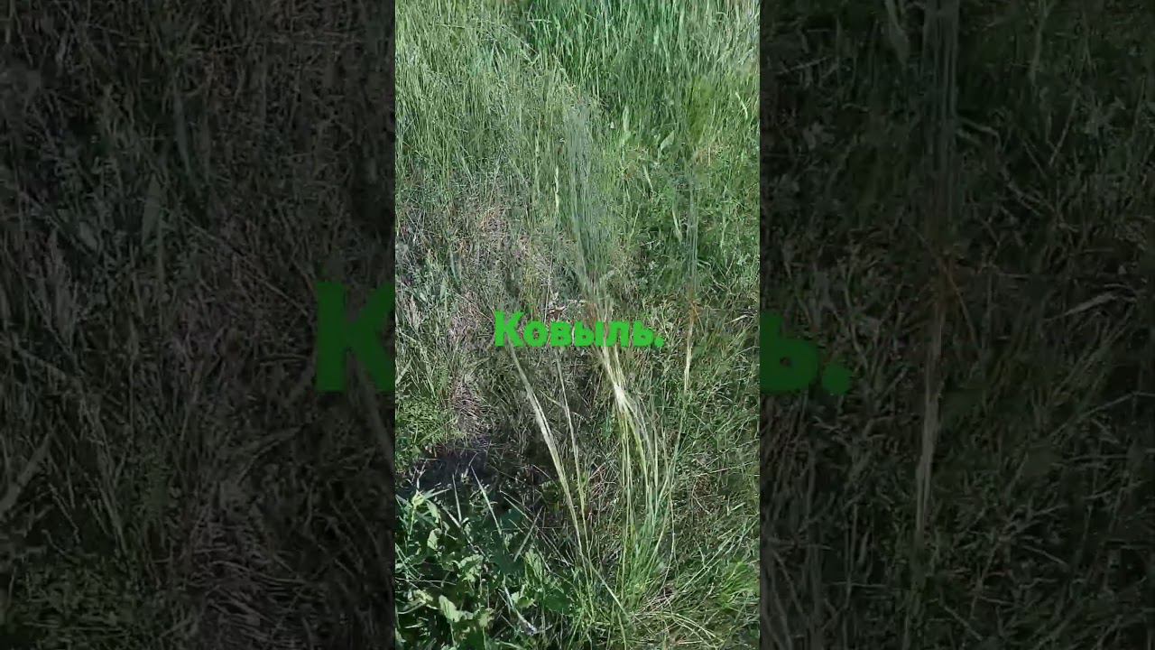 Ковыль для путешествий, общения и коммуникации. #народныетрадиции #травы #сбортрав #пользатрав