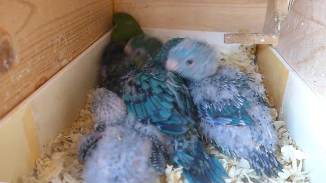 Великолепная пятёрка