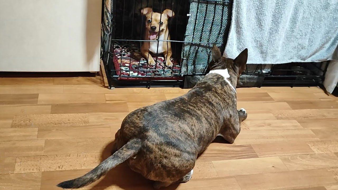 Прячем Арчика от Юмми | Чих Арчи, минибуль Юмми, шпиц Фокс