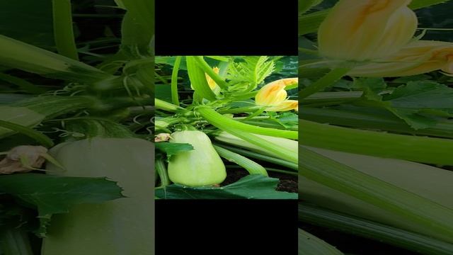 Кабачок "Хьюго"