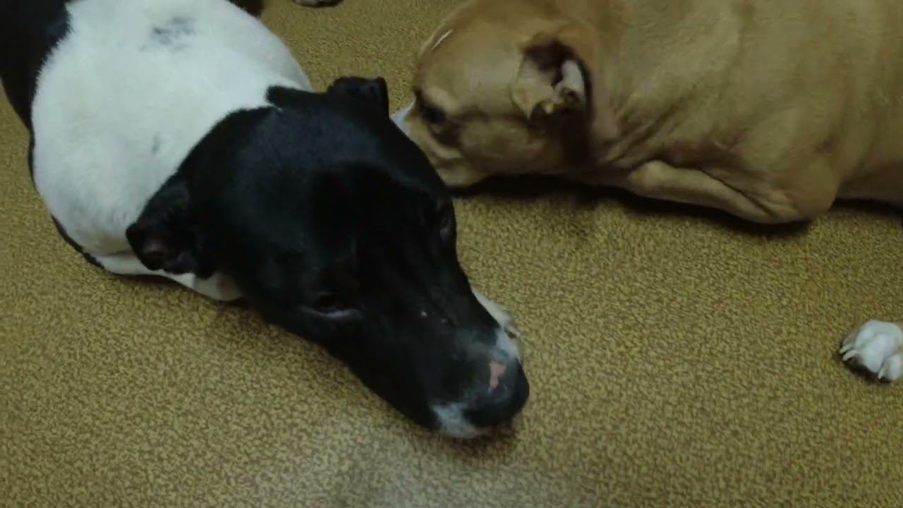 Спас собаку от голодной и холодной смерти