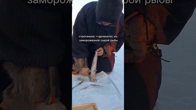 Строганина #shorts