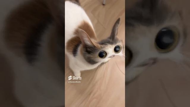 Котёнок 2023, часть № 16