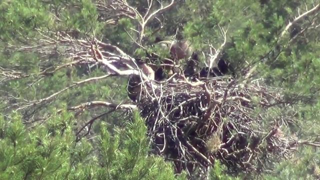 Кольцевание орланов-белохвостов Haliaeetus albicilla. 17.06.2013