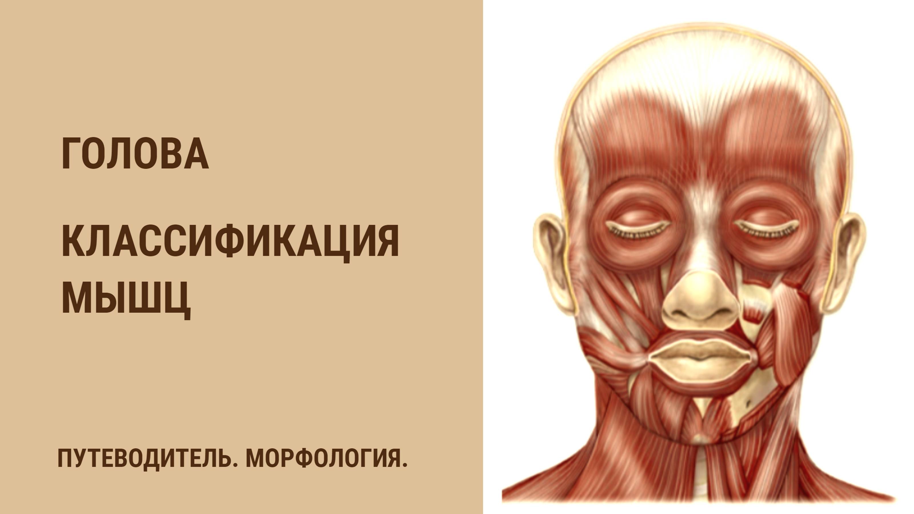 Классификация мышц головы