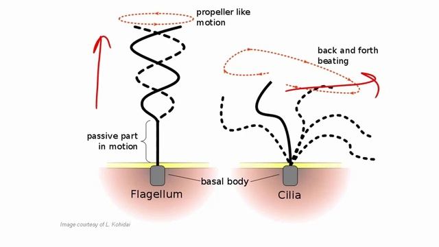 USMLE RX - 1.Биохимия - 1.Клеточная - 3.Структура реснички
