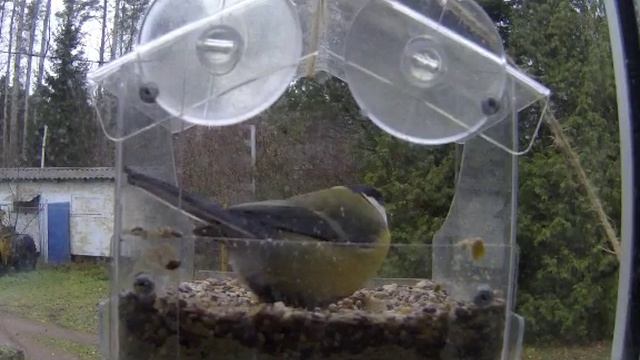 Птички-синички ищут в кормушке семечки, с ними конкурируют воробушки
