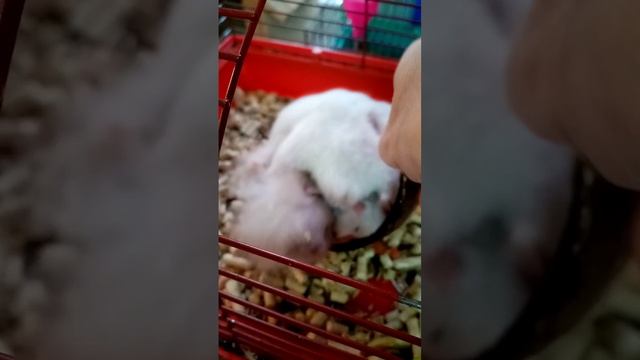 Спасаем спящего хомяка, которого придавили его собратья. Но мы ошиблись, ему так было комфортно