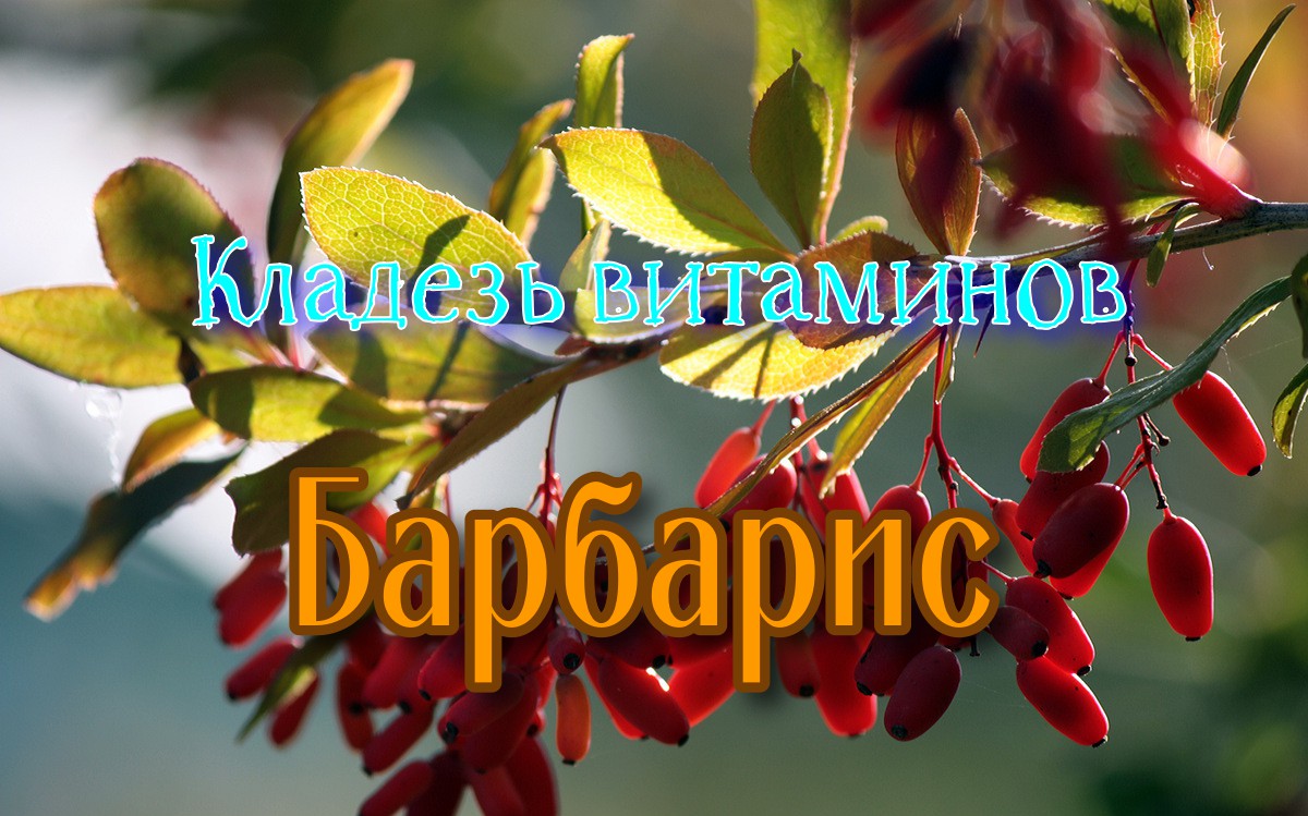 Кладезь витаминов. Барбарис