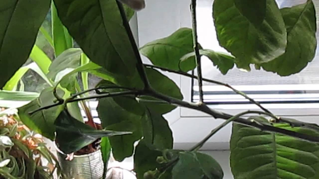 31 07 14г , лимон цветёт