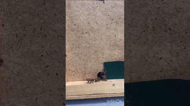 Первый пчелопакет