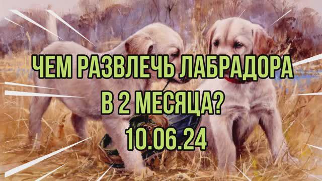 Чем развлечь лабрадора в 2 месяца