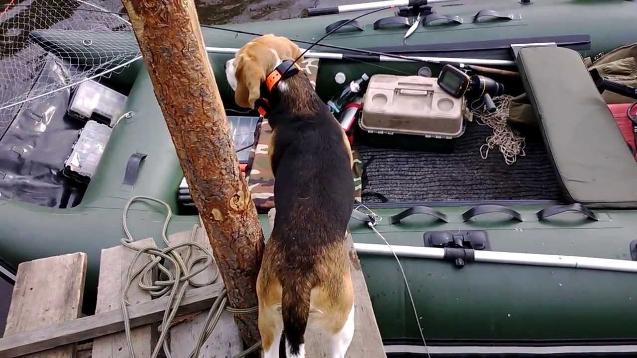 Бигль Фока и Долгобродское водохранилище 21.09.2013