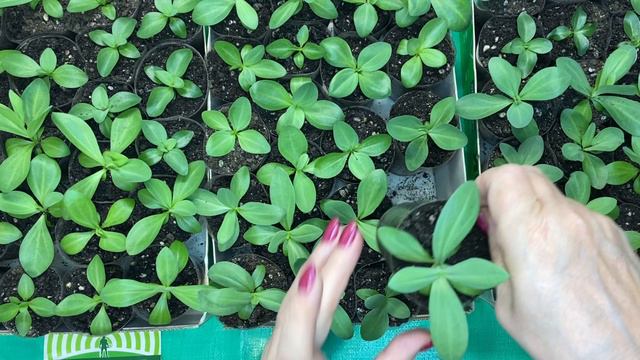 Развитие и уход за эустомой в возрасте 2,5 месяца.